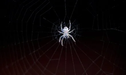 🕷️ Araignée blanche : secrets de son habitat et comportement